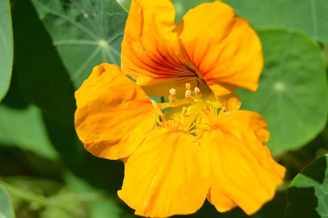 Jardin gourmand : cultiver, cuisiner des fleurs comestibles